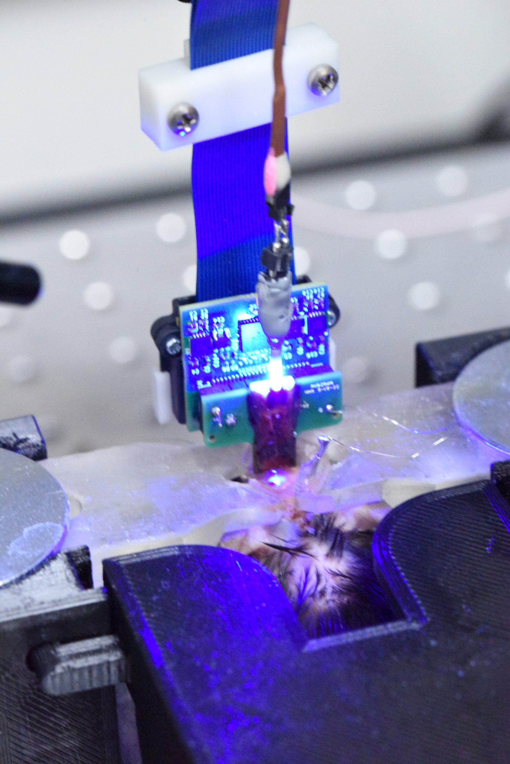 SiNAPS Pixel Probes - NeuroNexus