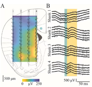 SiNAPS Pixel Probes - NeuroNexus
