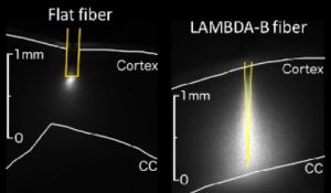 Lambda Fiber Stubs - NeuroNexus