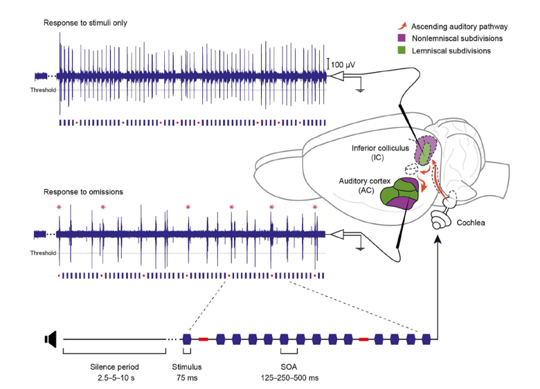 Neural Interface Technologies, Hardware, & Analytics Software | NeuroNexus