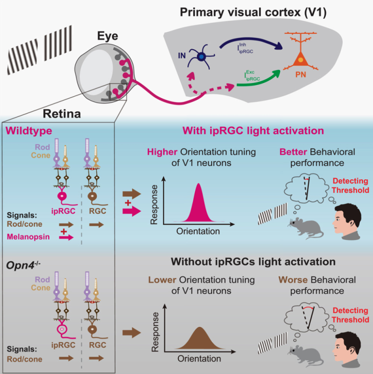 Non-Image-Forming Photoreceptors Enhance Visual Selectivity - NeuroNexus